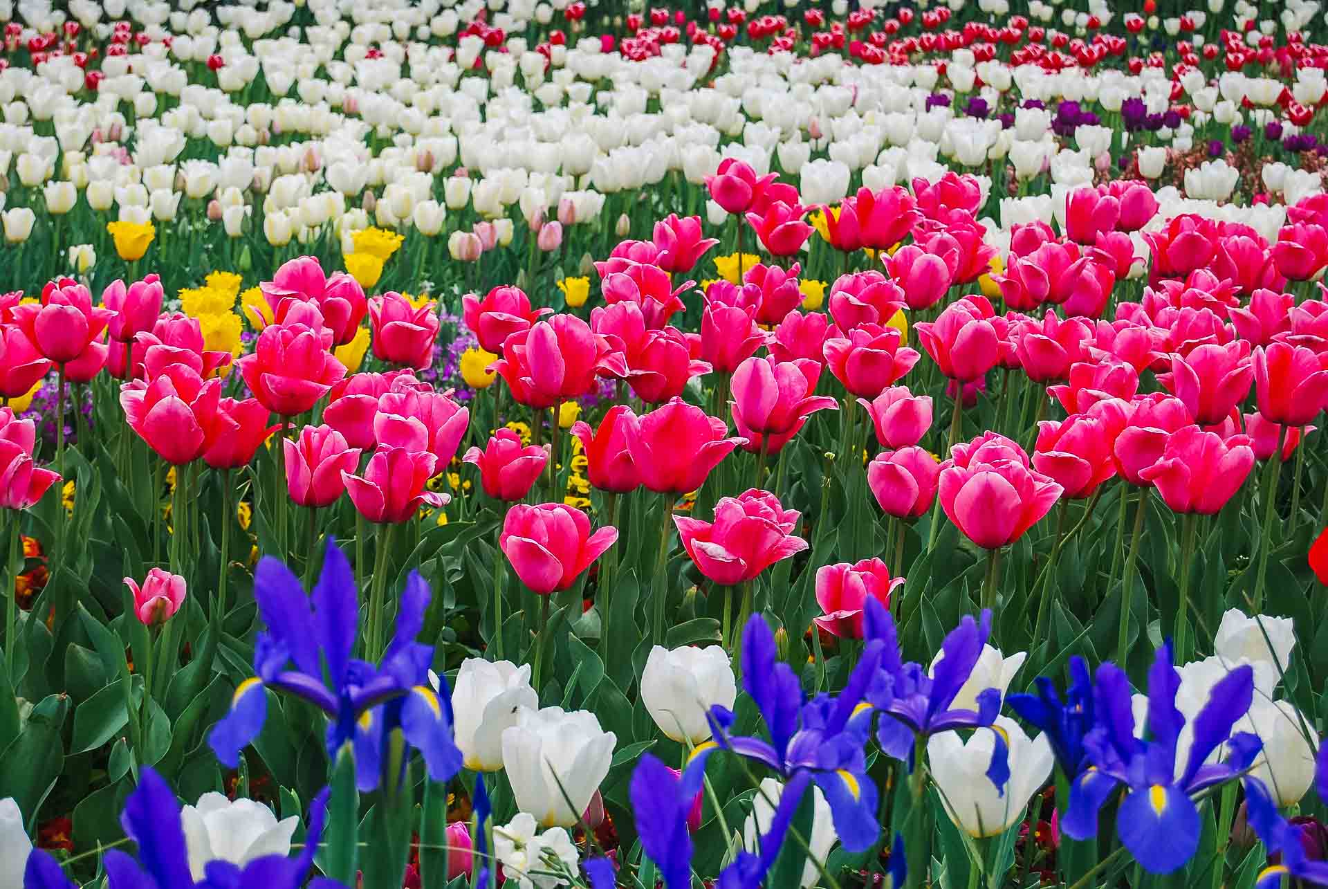 5 viaggi dove festeggiare la primavera