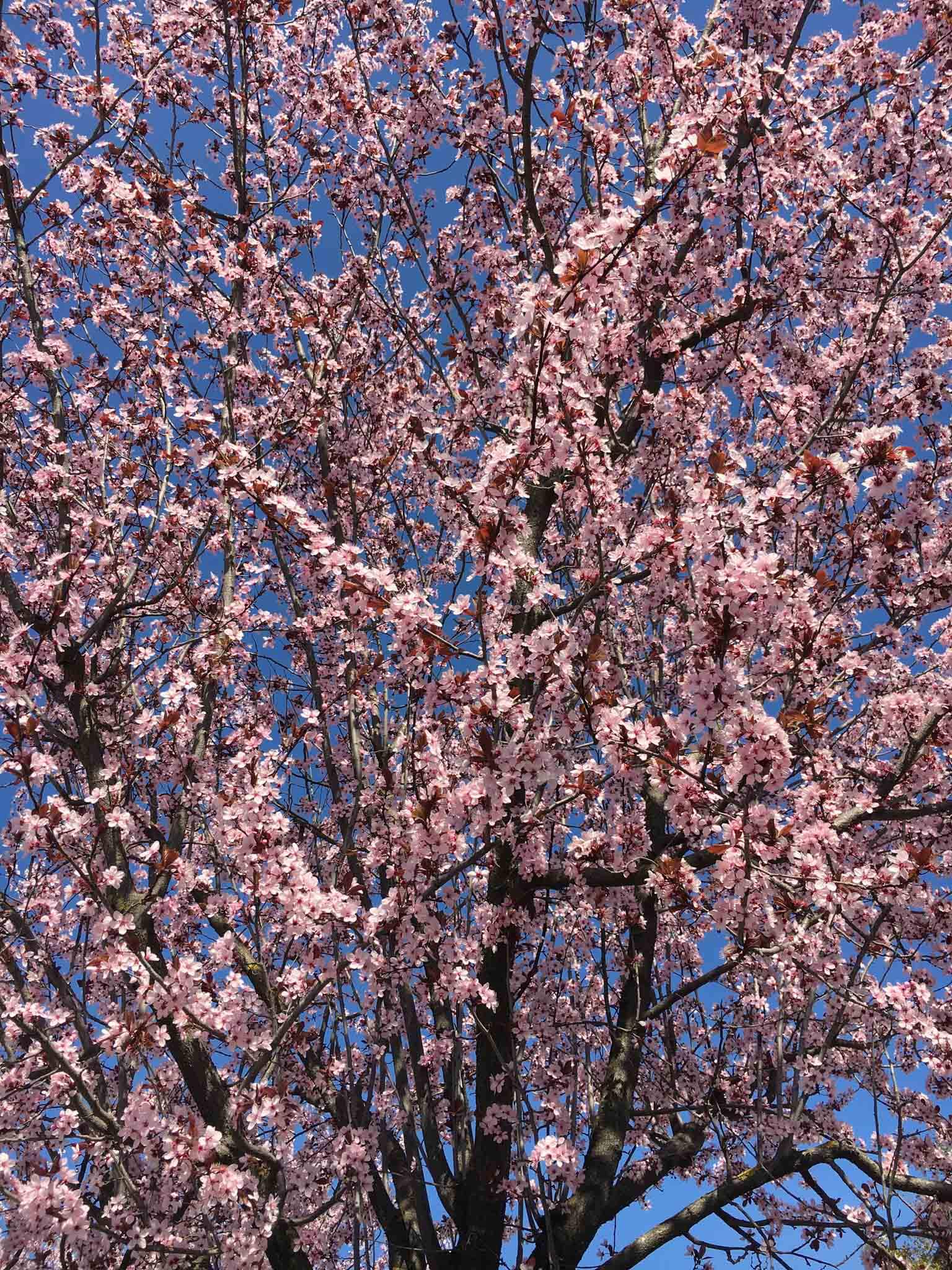 5 viaggi dove festeggiare la primavera